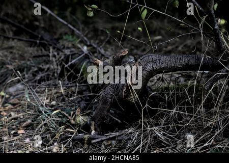 Tree root by the edge of a path pulled up Stock Photo - Alamy
