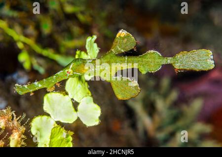 Halimeda ghost pipefish, Solenostomus halimeda, Alor, Nusa Tenggara ...