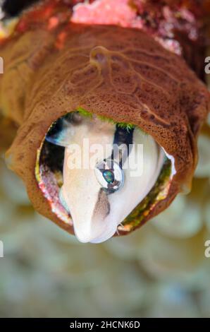 False cleanerfish, Aspidontus taeniatus, Alor, Nusa Tenggara, Indonesia ...