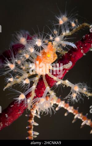 Hydroid decorator crab, Hyastenus sp. uses hydroids for camouflage and ...