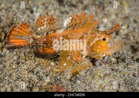 The cryptic Ambon Scorpionfish - Pteroidichthys amboinensis Stock Photo ...