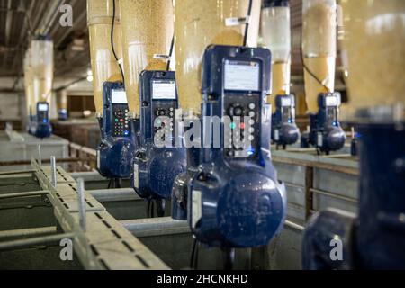 Automatic feeding system at a pig farm Stock Photo - Alamy