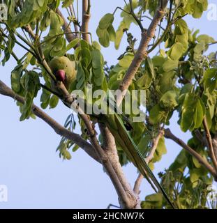 Low angle shot of a parrot perched on a palm tree with a twig in its ...