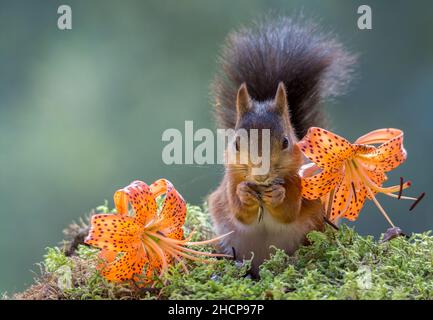 squirrel sitting between tiger lilies Stock Photo - Alamy