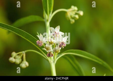 Gomphocarpus physocarpus, commonly known as hairy balls, balloonplant ...