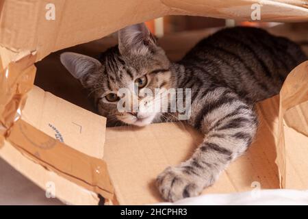 Adorable gray cat inside cardboard box close up Stock Photo - Alamy