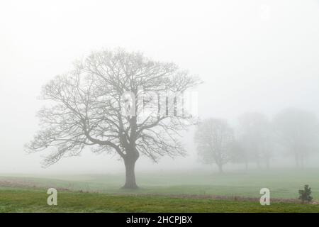 A misty North Inch Park in Perth, Scotland Stock Photo - Alamy