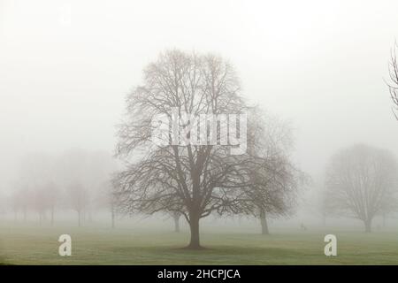 A misty North Inch Park in Perth, Scotland Stock Photo - Alamy