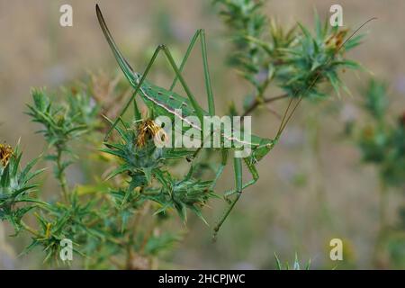 The rare Predatory bush cricket (Saga pedo) from Aosta Valley, IT, a ...