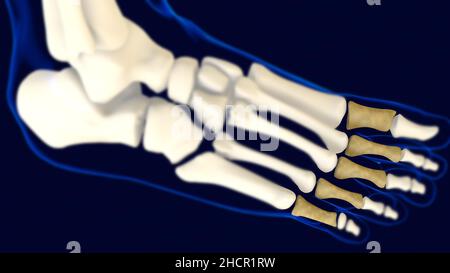 Proximal Phalanges foot bones Anatomy 3D Rendering For Medical Concept ...