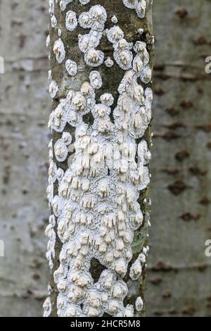 Basidioradulum radula, known as toothed crust, wild fungus from Finland ...