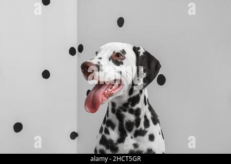 Dalmatian dog fur hair closeup, texture and pattern, showing black spots over white fur Stock ...