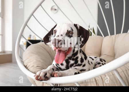 Dalmatian dog fur hair closeup, texture and pattern, showing black spots over white fur Stock ...