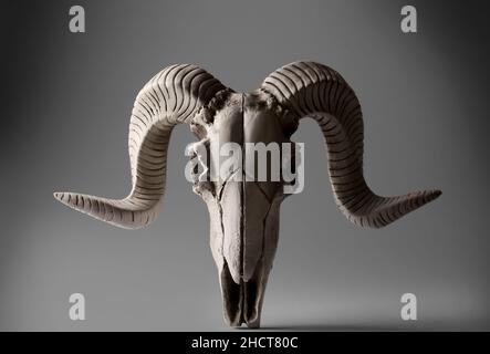 Skull of sheep on grey background Stock Photo - Alamy