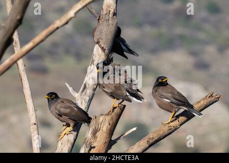 Beautiful common myna or Indian myna (Acridotheres tristis) walking in ...