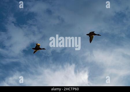 A closeup shot of beautiful birds flying in the sky at sunset Stock ...