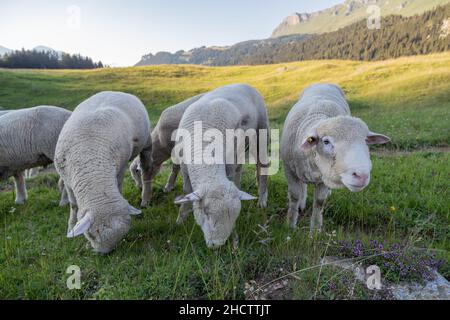 male sheep in the swiss alps Stock Photo - Alamy