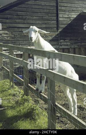 Short Haired Goat Stock Photo - Alamy
