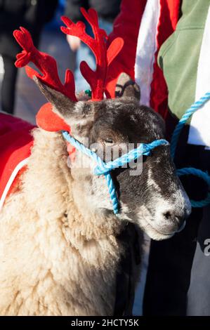 Reindeer Horns on Christmas Market in Rovaniemi Finland Lapland reflex ...
