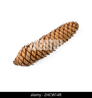 spruce with cones isolated on a white background Stock Photo - Alamy
