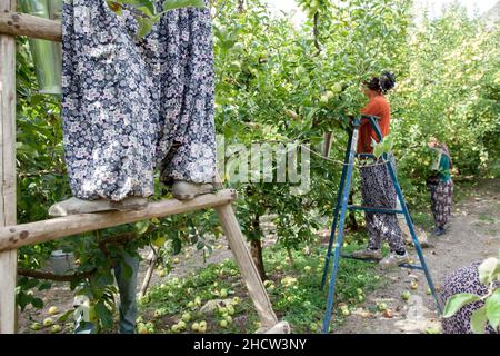 Amasya ,Turkey-09/29/2015: Farmers collecting apples in apple orchard ...
