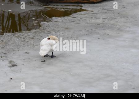 Closeup of a white swan with its neck stretched down standing on a bank ...
