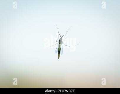 Yellow Fever, Malaria or Zika Virus Infected Mosquito Insect Macro ...