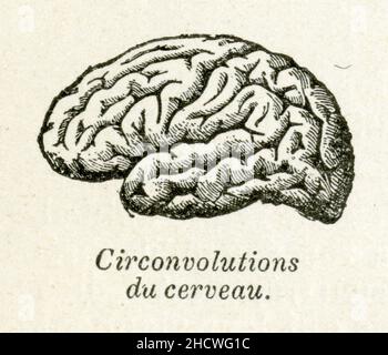 Circonvolutions du cerveau Stock Photo - Alamy
