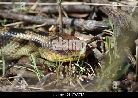A closeup shot of a small lizard crawling on rocks in a forest on a ...