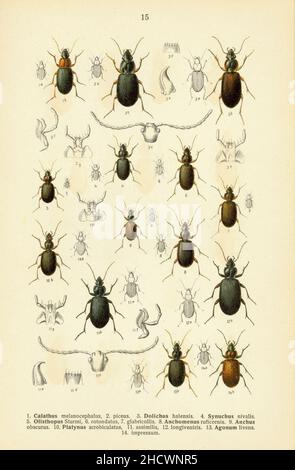 Reitter 1908 table15 Stock Photo - Alamy