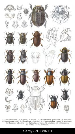 Reitter 1908 table70 Stock Photo - Alamy