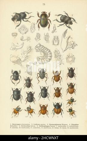 Reitter 1908 table73 Stock Photo - Alamy