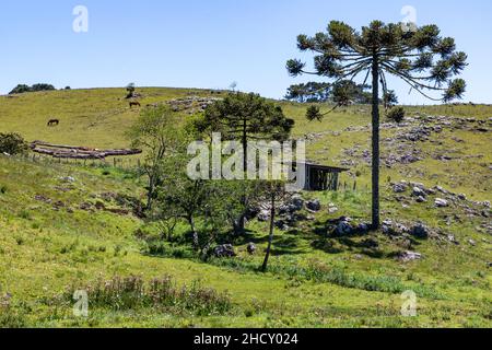 Araucaria trees with rocks and small wood building in farm field ...