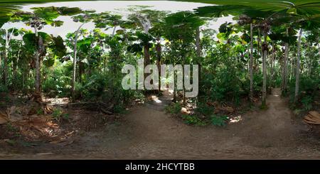 360° view of 360° panorama of Licuala Fan Palm Walk - Djiru National ...