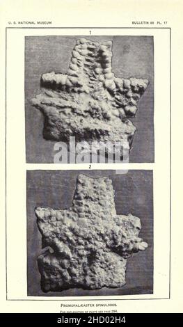 Revision of Paleozoic Stelleroidea Stock Photo - Alamy