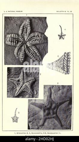 Revision of Paleozoic Stelleroidea Stock Photo - Alamy