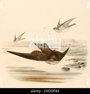 Riparia riparia 1894 Stock Photo - Alamy