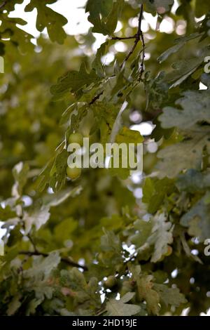 A closeup shot of a green acorn (oaknut) with green leaves on the ...