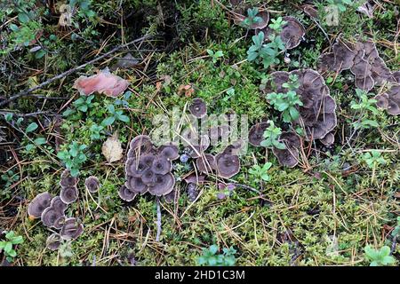 Phellodon tomentosus, also called Hydnum tomentosum, commonly known as ...