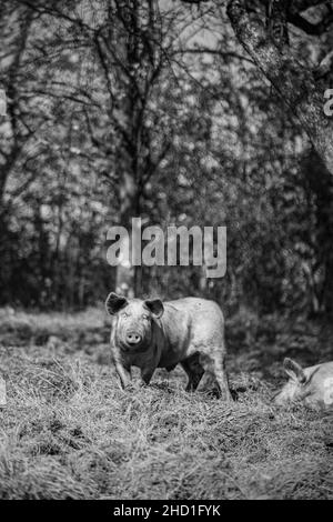 Grayscale shot of a pig Stock Photo - Alamy