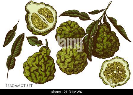 Bergamot vector drawn sketch, color illustration for label design. One ...