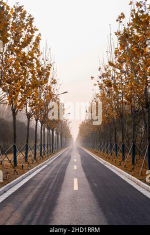 A vertical shot of a road surrounded by autumn trees Stock Photo - Alamy