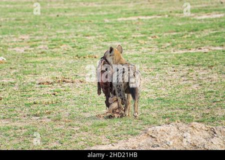 Hyänen im Nationalpark Tsavo Ost, Tsavo West und Amboseli in Kenia Stock Photo - Alamy