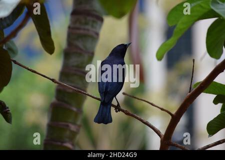 aves do Cerrado Stock Photo - Alamy