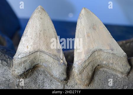 Reconstruction of teeth of the largest shark, Megalodon Stock Photo - Alamy