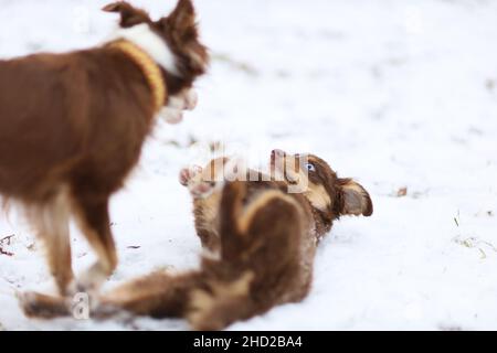 Two dogs playing together wat winter park Stock Photo - Alamy