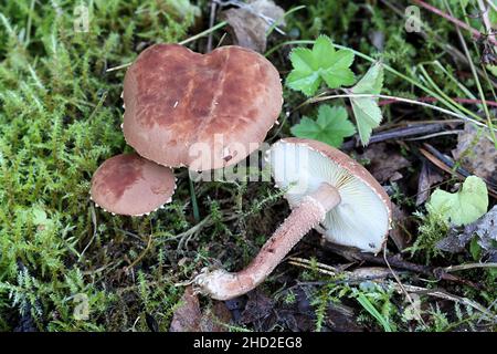 Cystodermella granulosa, also called Cystoderma granulosum, a powdercap ...