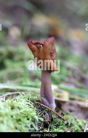 Gyromitra ambigua, commonly known as changeable false morel, wild ...