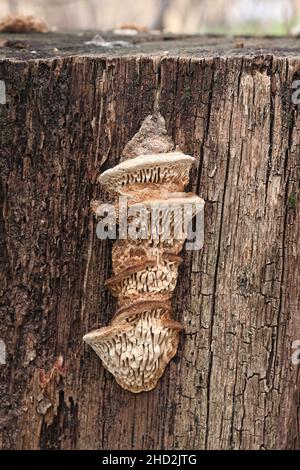 Daedalea quercina, known as the oak mazegill or maze-gill fungus, wild ...