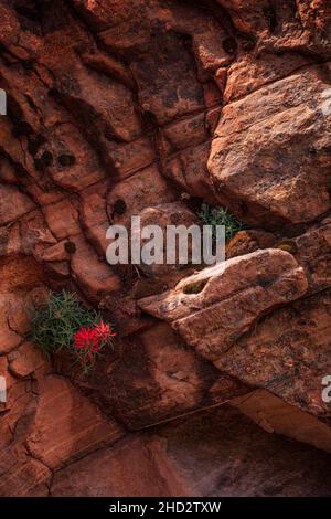 Indian Paintbrush flowers Zion National Park Stock Photo - Alamy